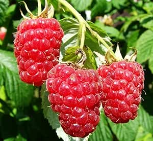 Amazon.com : 200+ Red Raspberry Seeds for Planting : Patio, Lawn & Garden