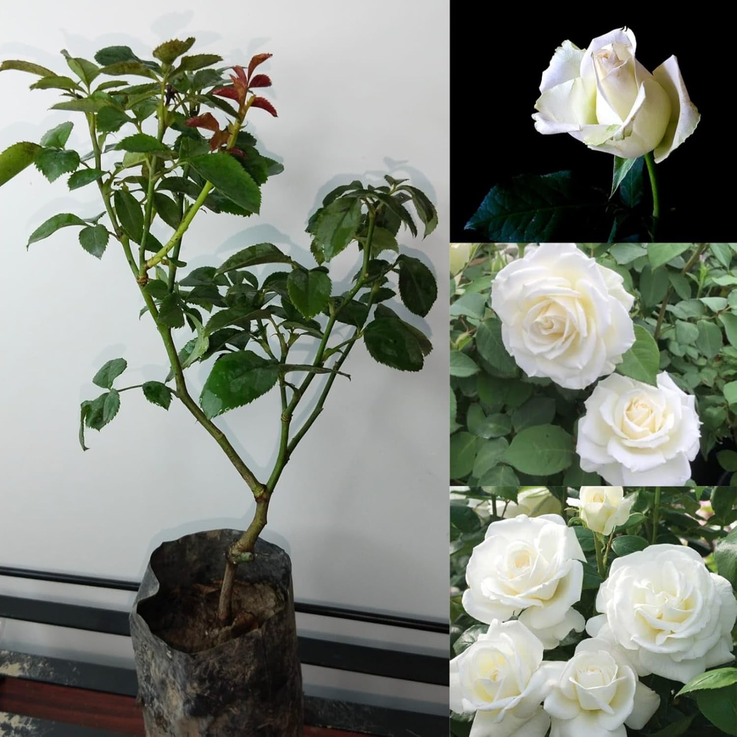 White Rose Gulab Tree Plant - Hybrid Grafted White Rose Plant : Amazon ...