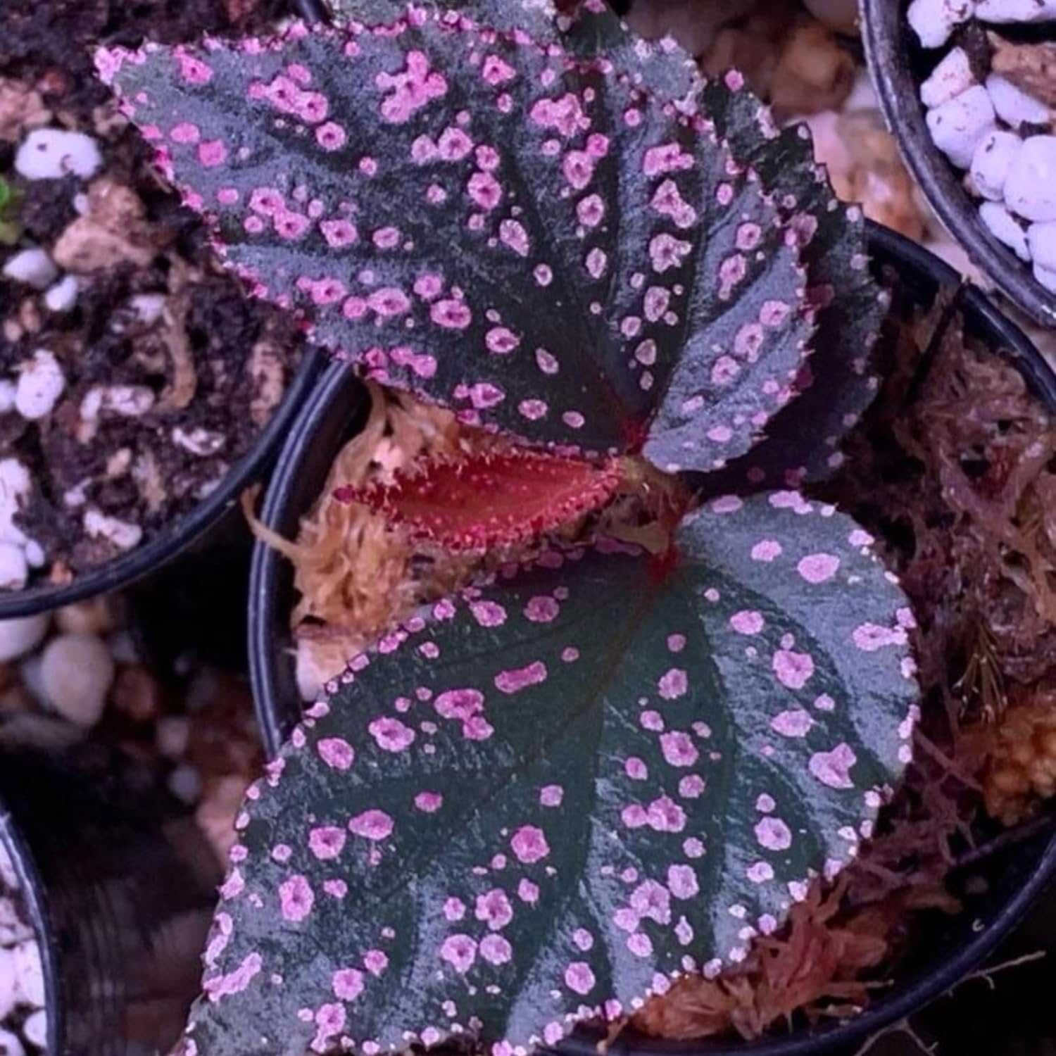 Amazon.com : Set 2 Begonia Live Plants, Rare Begonia Plants for ...