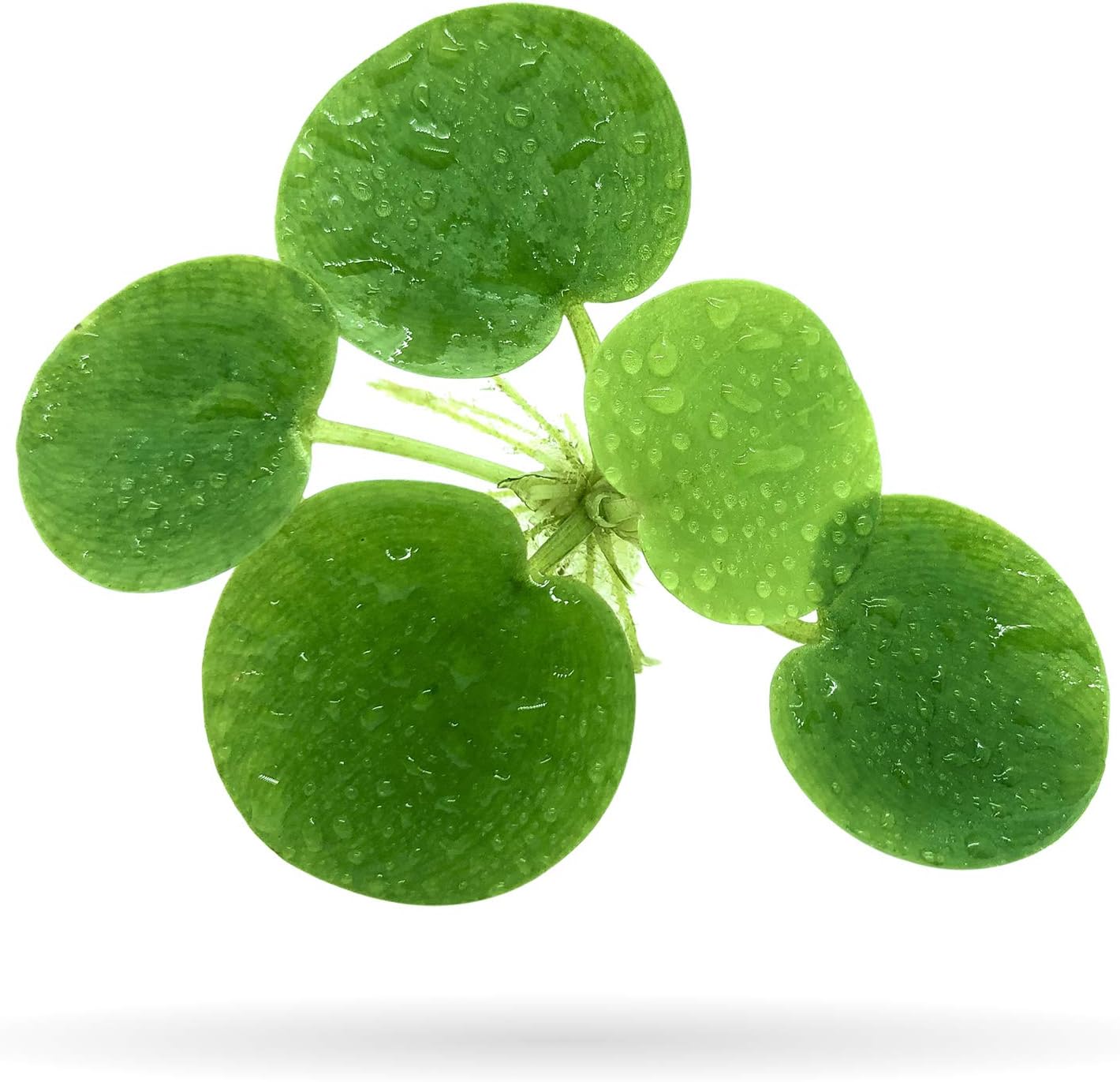 Amazon.com: 20+ Leaves Amazon Frogbit (+Free Bonus Plant) Live Floating ...