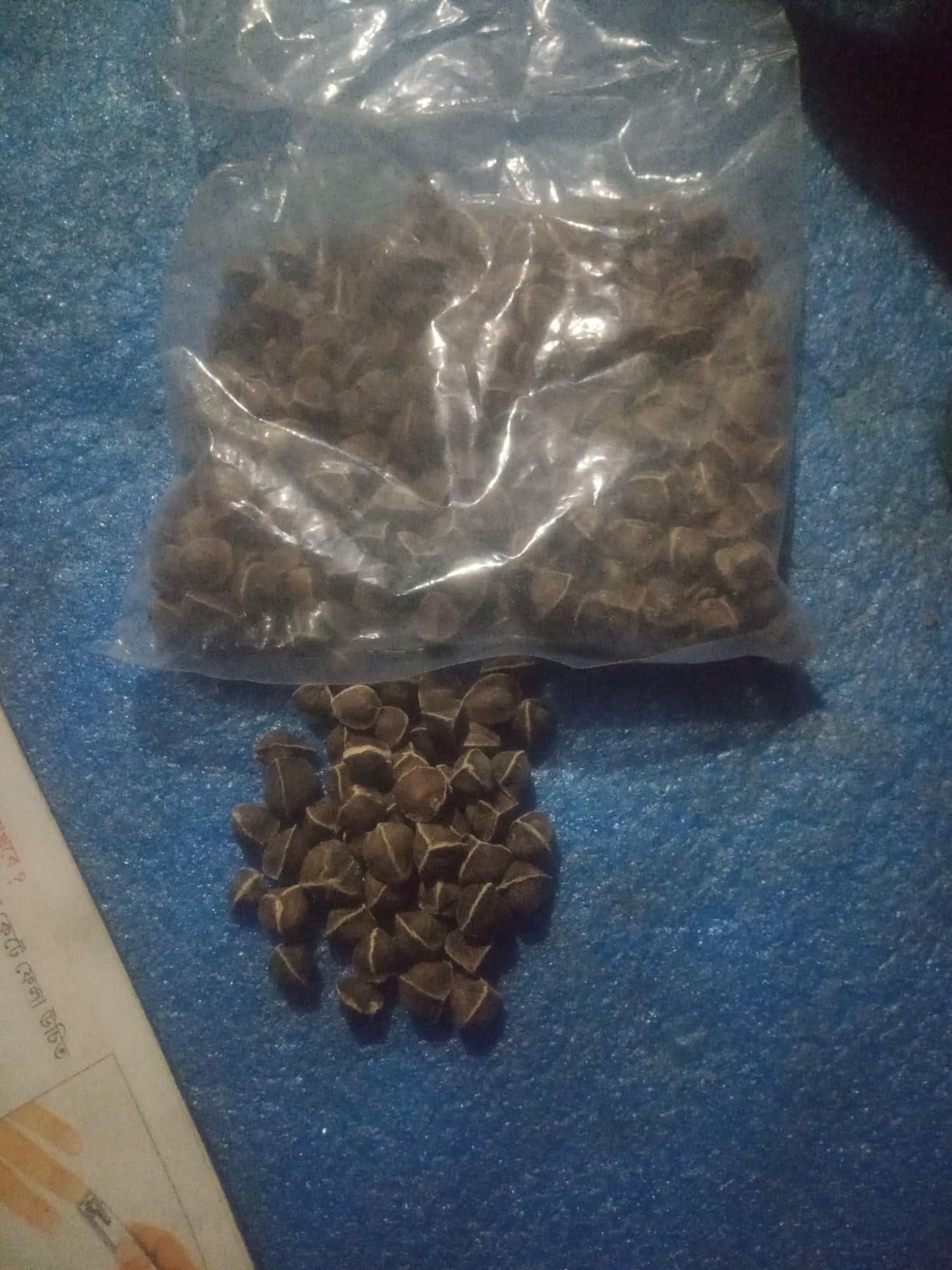 Easyseeds Moringa Seeds,Emillas De Moringa,Drumstick Tree, Moringa ...