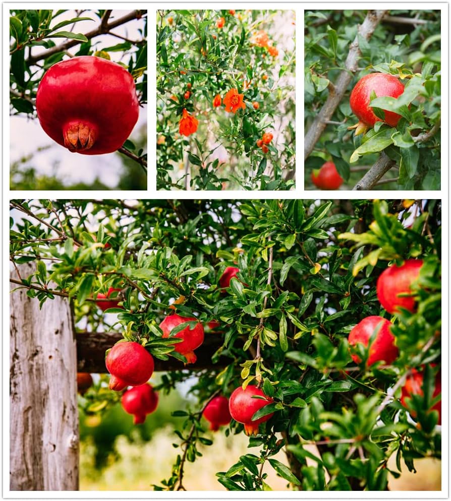 Amazon.com : Pomegranate Seeds Punica Granatum Tropical Fruit Shrub ...