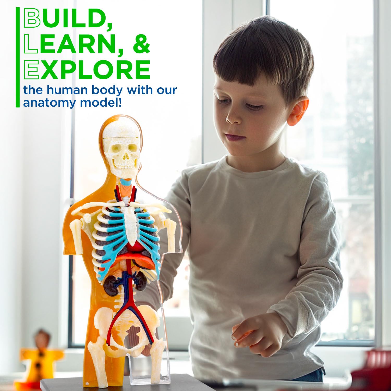Thames & Kosmos Nature Discovery: Human Body Anatomy Model, Kids ...