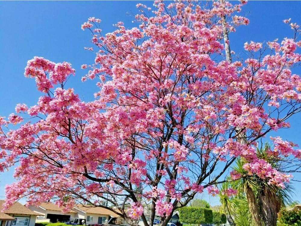 Amazon.com : Pink Trumpet Tree Seeds Tabebuia Heterophylla Tree 30 ...