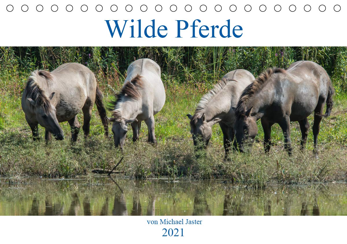Wilde Pferde von Michael Jaster (Tischkalender 2021 DIN A5 quer): Wilde ...