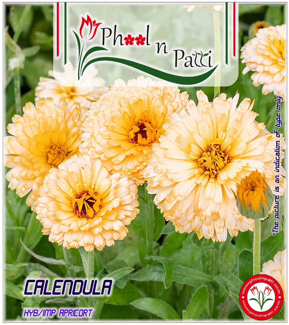 Phool n Patti: Winter Special-A bouquet of Calendulas [Pack of 5 ...