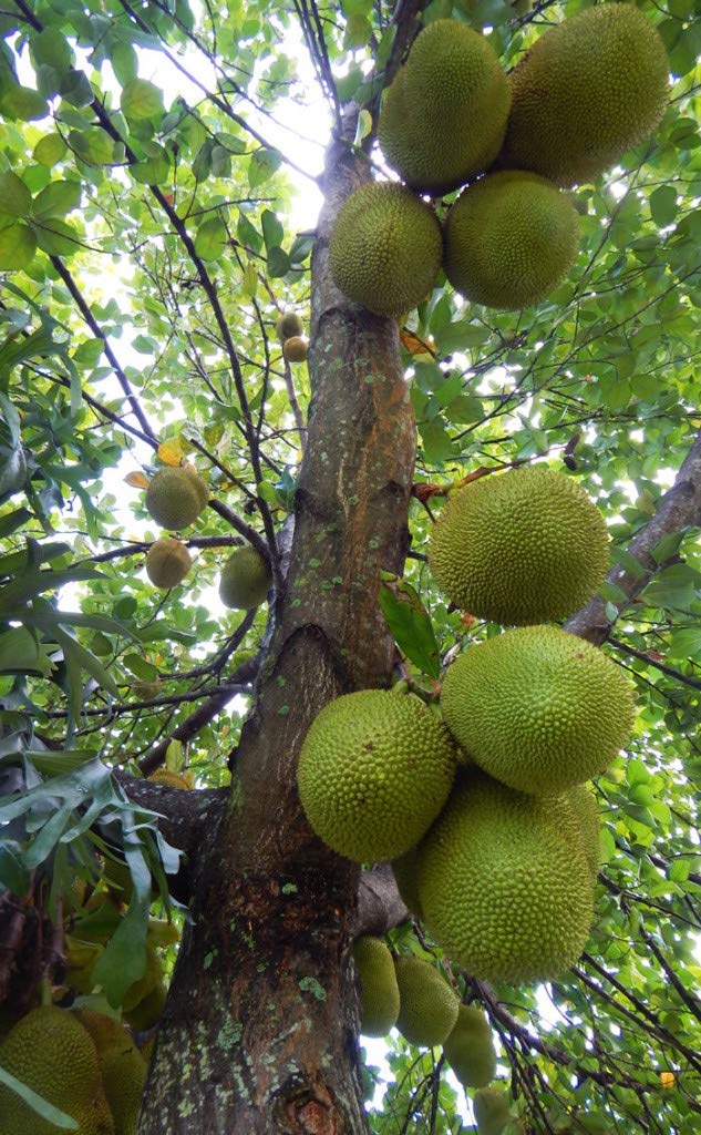 Jackfruit Bonsai