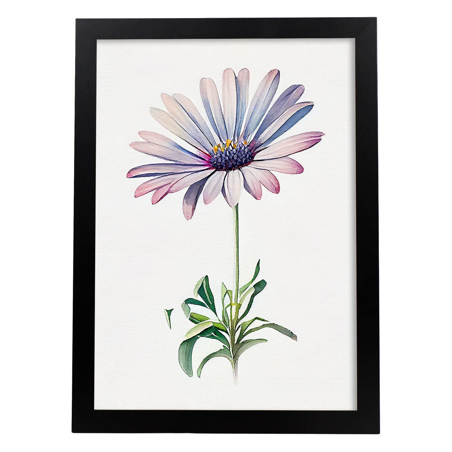 Daisy Botanical Illustration