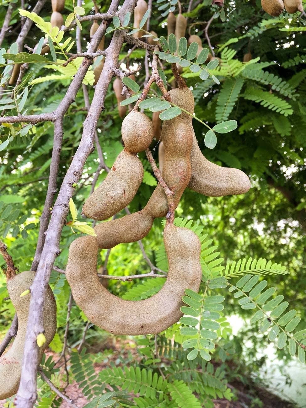 Cloud Farm Live Tamarind Thai Sweet Variety Imli Fruit Grafted Live ...