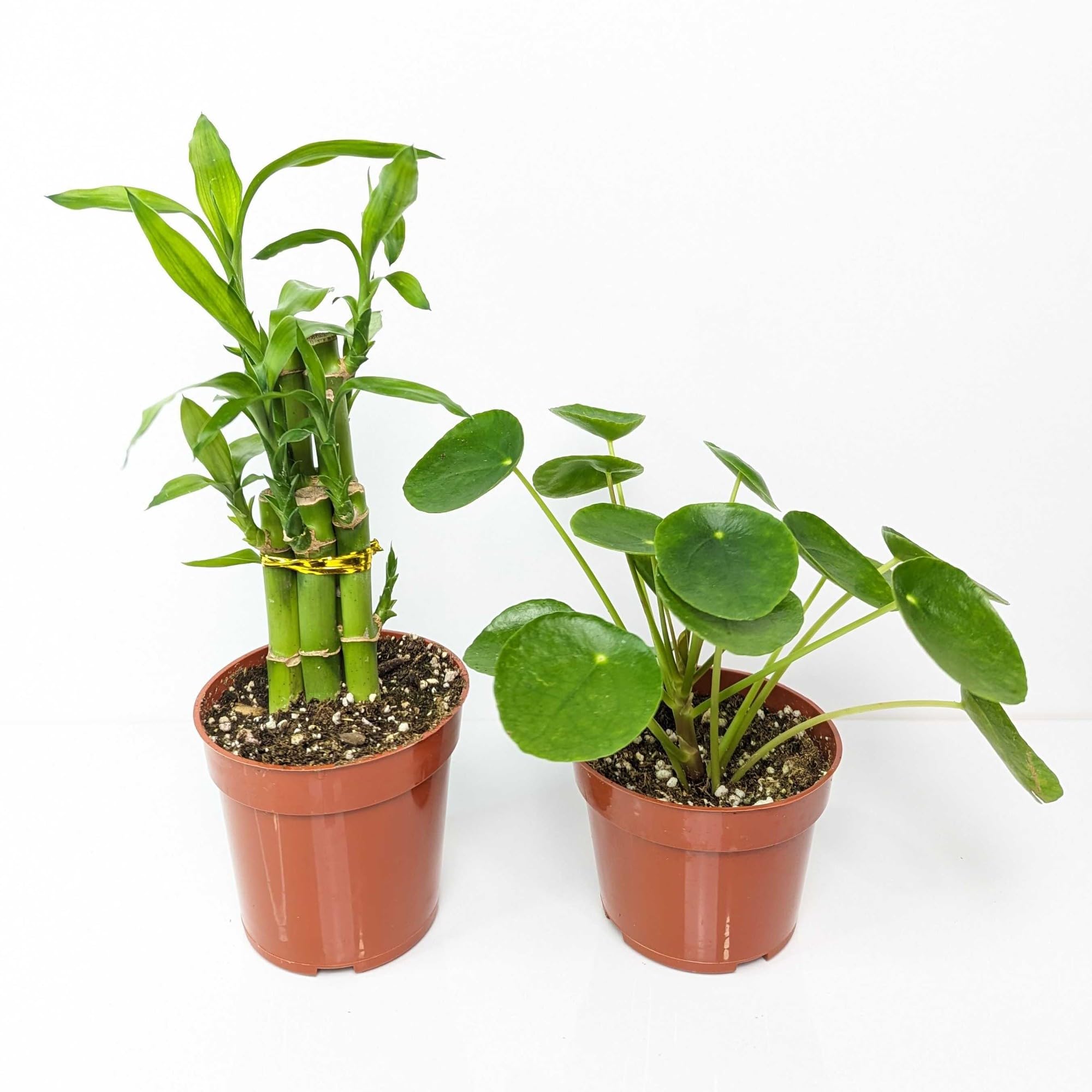 Container Growing Bamboo Indoors How To Grow Bamboo In A Container