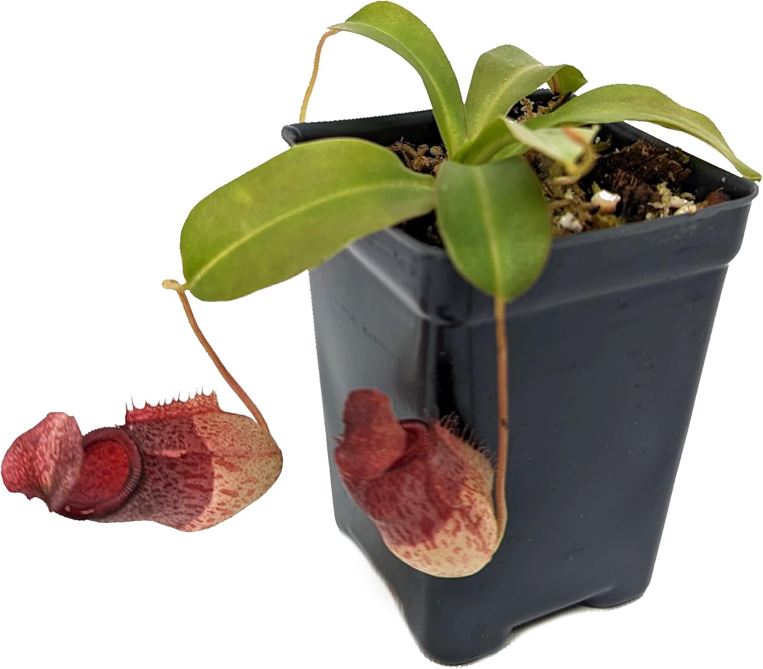 Amazon.com : Tropical Pitcher Plant - Nepenthes Mimi's Kiss ...