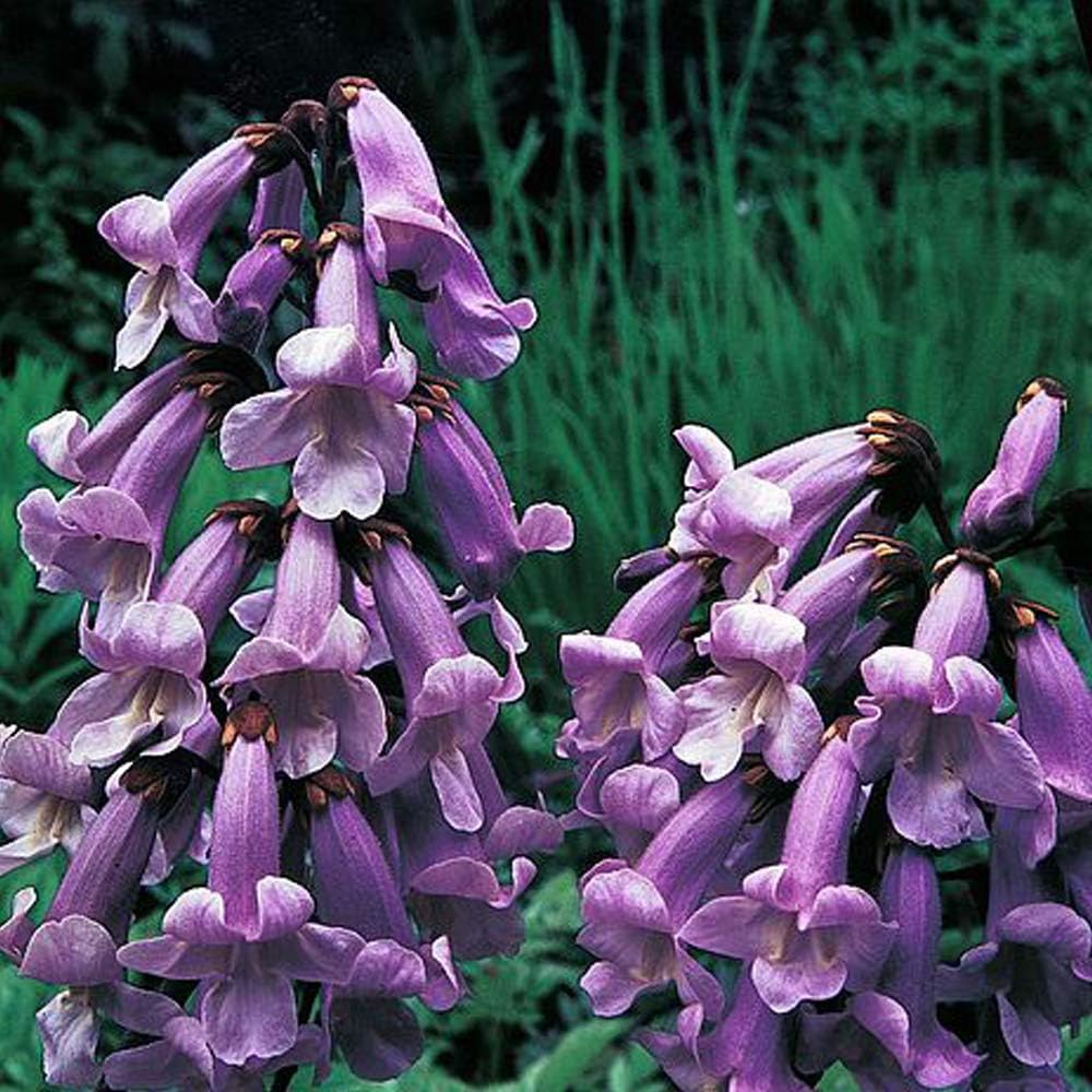 Paulownia Tomentosa Seeds Hardy Foxglove Tree Flowering Garden Plants ...