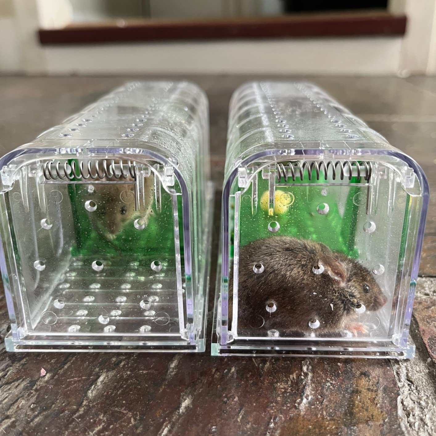 Drasry Small Mousetrap Indoor Mousetrap Humane Mousetrap Safe for Kids ...