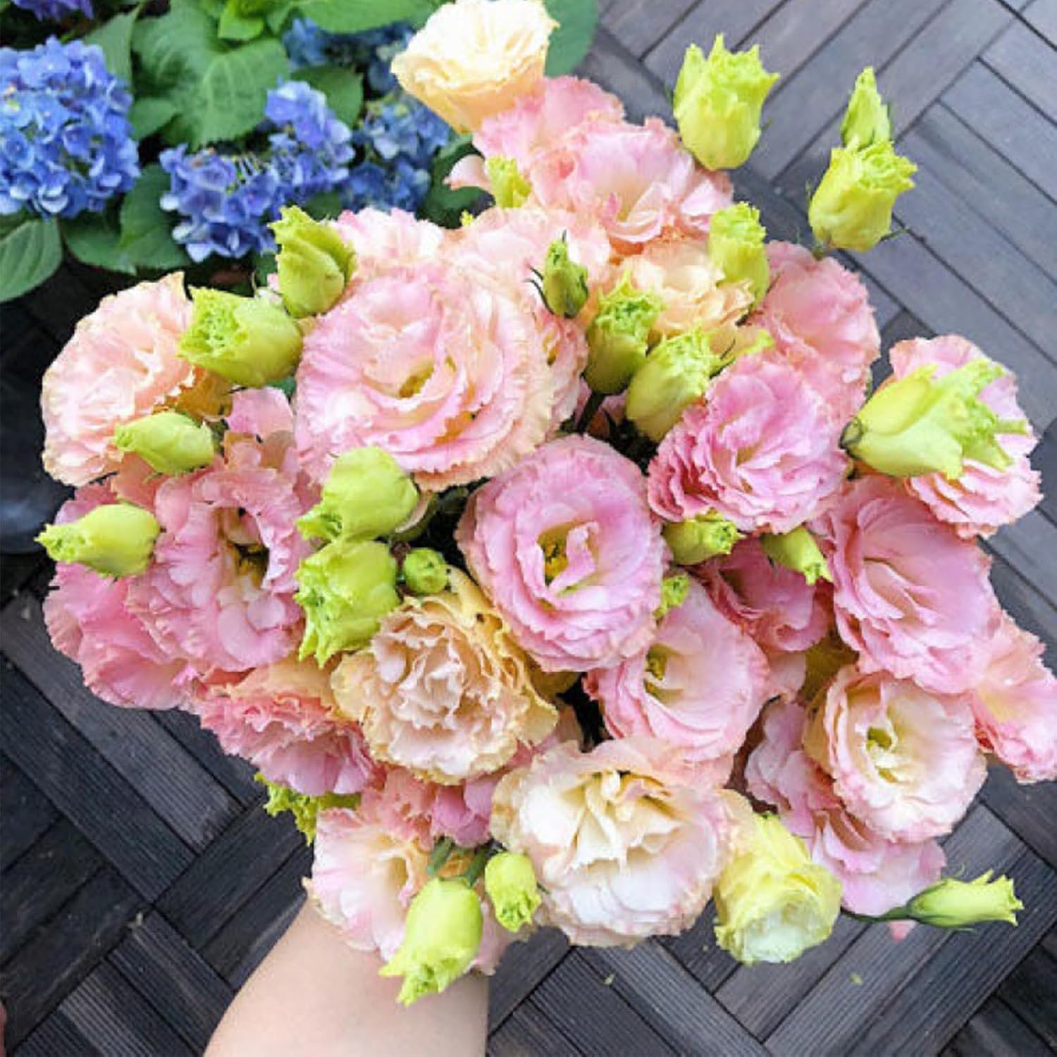 Amazon.com : Eustoma Thornless Rose Lisanthus Seeds, Eustoma Flower ...