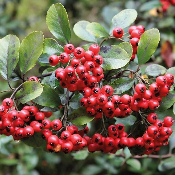 Potted Hardy Plant Pyracantha, Hardy Evergreen Shrub Firethorn with Red ...