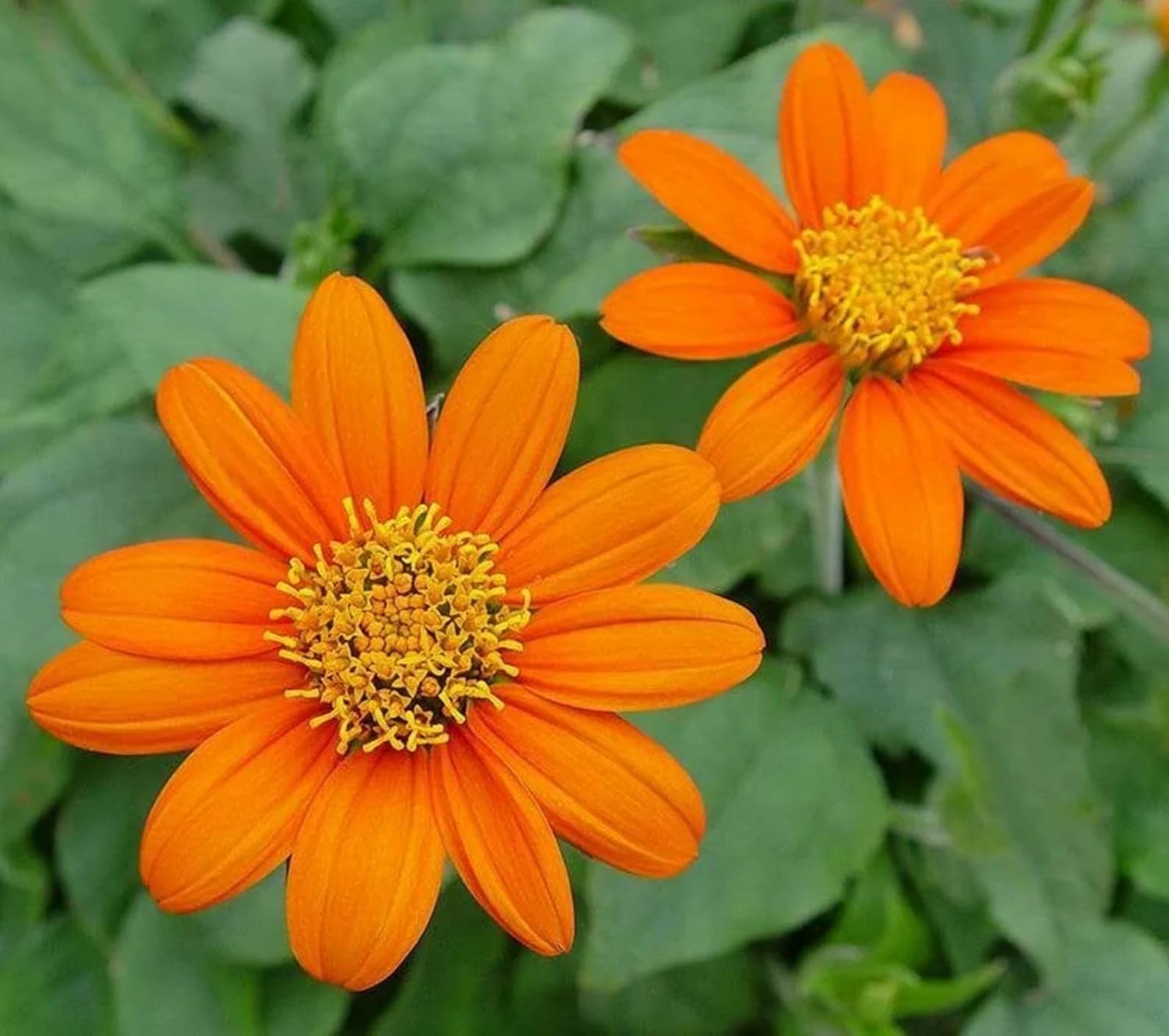 Amazon.com : Orange Tithonia Mexican Sunflower Plant Seed - 500 Seeds ...