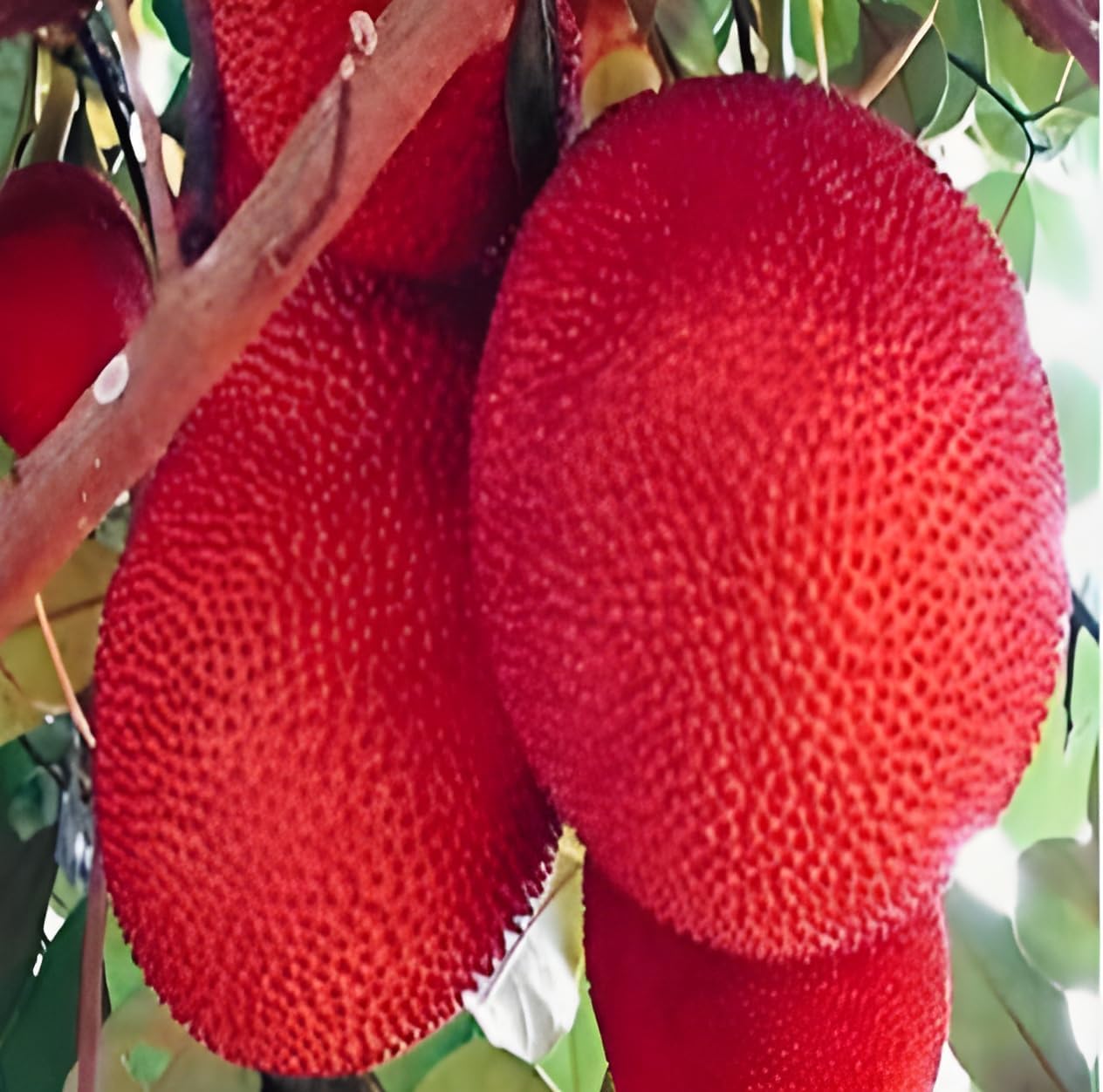 Oxiflora Live Rare Vietnam Early JackFruit Variety Red Flesh Terrace ...