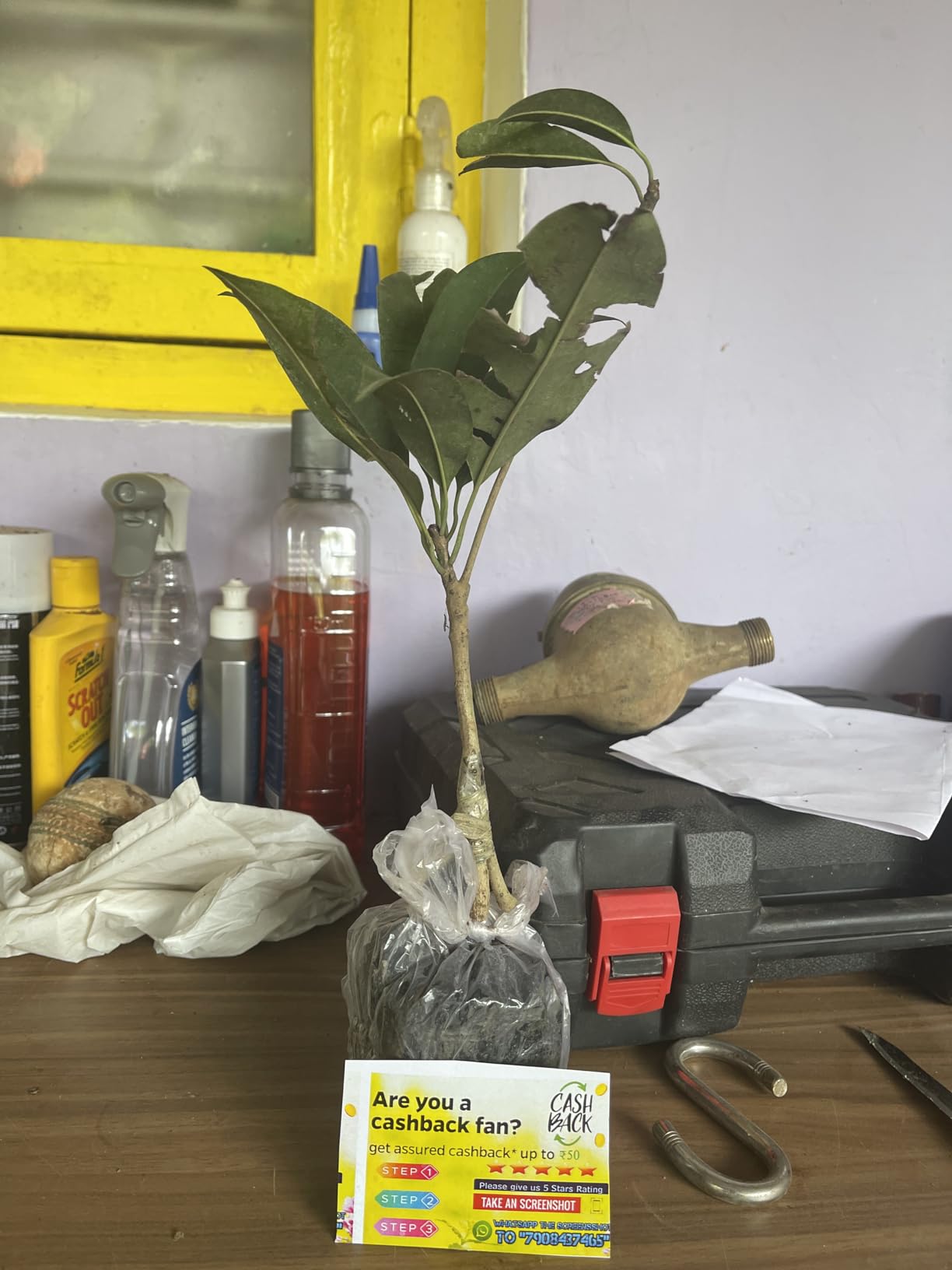 RISHIKA PLANT HOUSE- Hybrid Thai All Time Sweet Big Size Sapota | Chiku ...