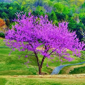 Amazon.com : Potted Eastern Red Bud Tree Live Plant, 6-12" Seedlings ...