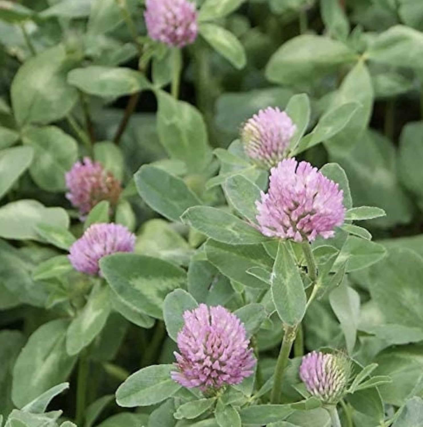 Red Clover Seed 200g Green Manure SLH : Amazon.co.uk: Garden