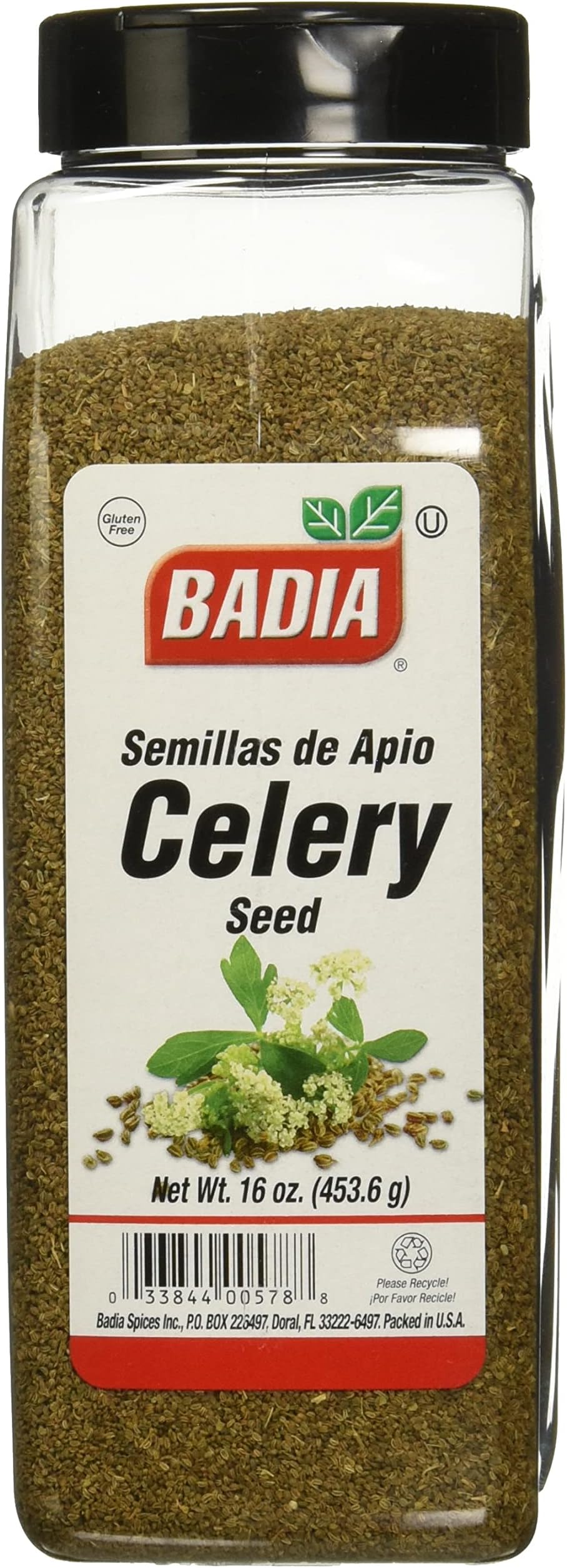 Amazon.com : Food to Live - Celery Seeds, 1 Pound Bulk, Kosher : Celery ...