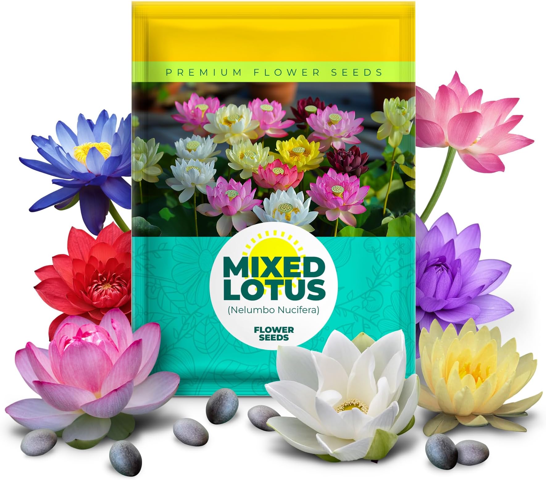 Amazon.com : 60 Pcs Mix Bonsai Bowl Lotus Seeds, Water Lilys Flower ...