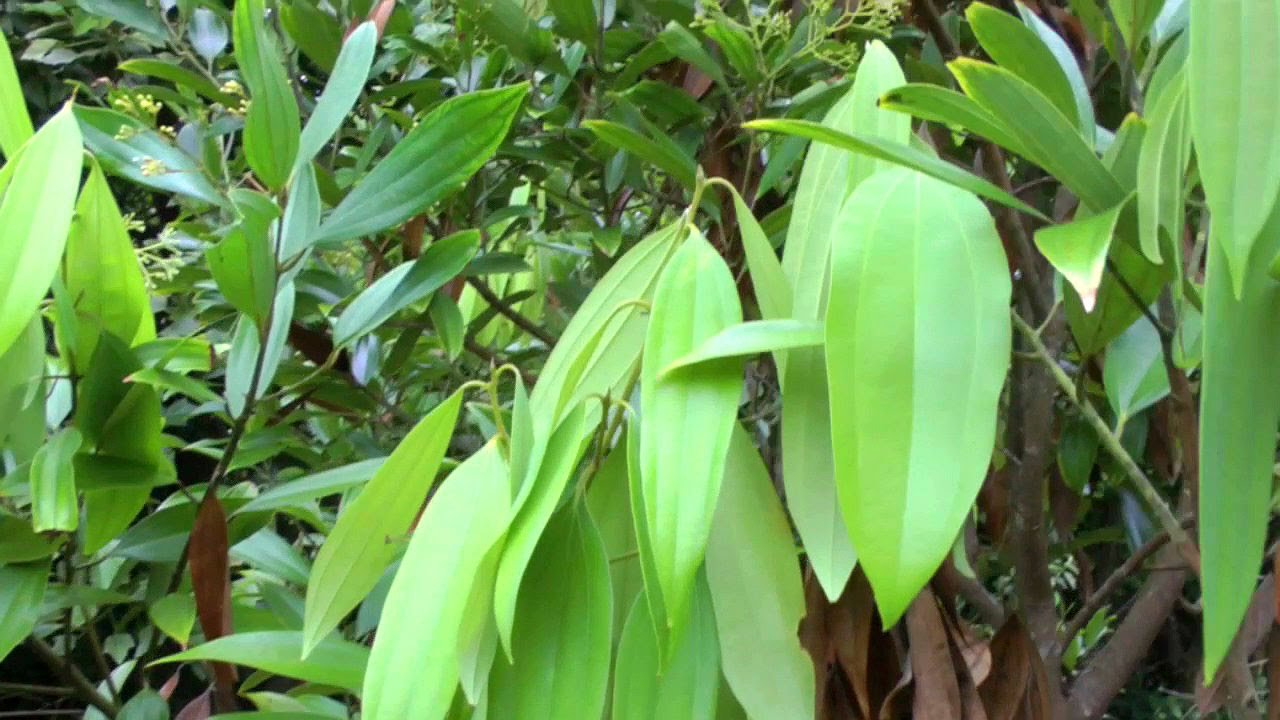 Subhadra Nursery Cinnamon Plant/Dalchini Plant (1 Live Healthy Plant ...