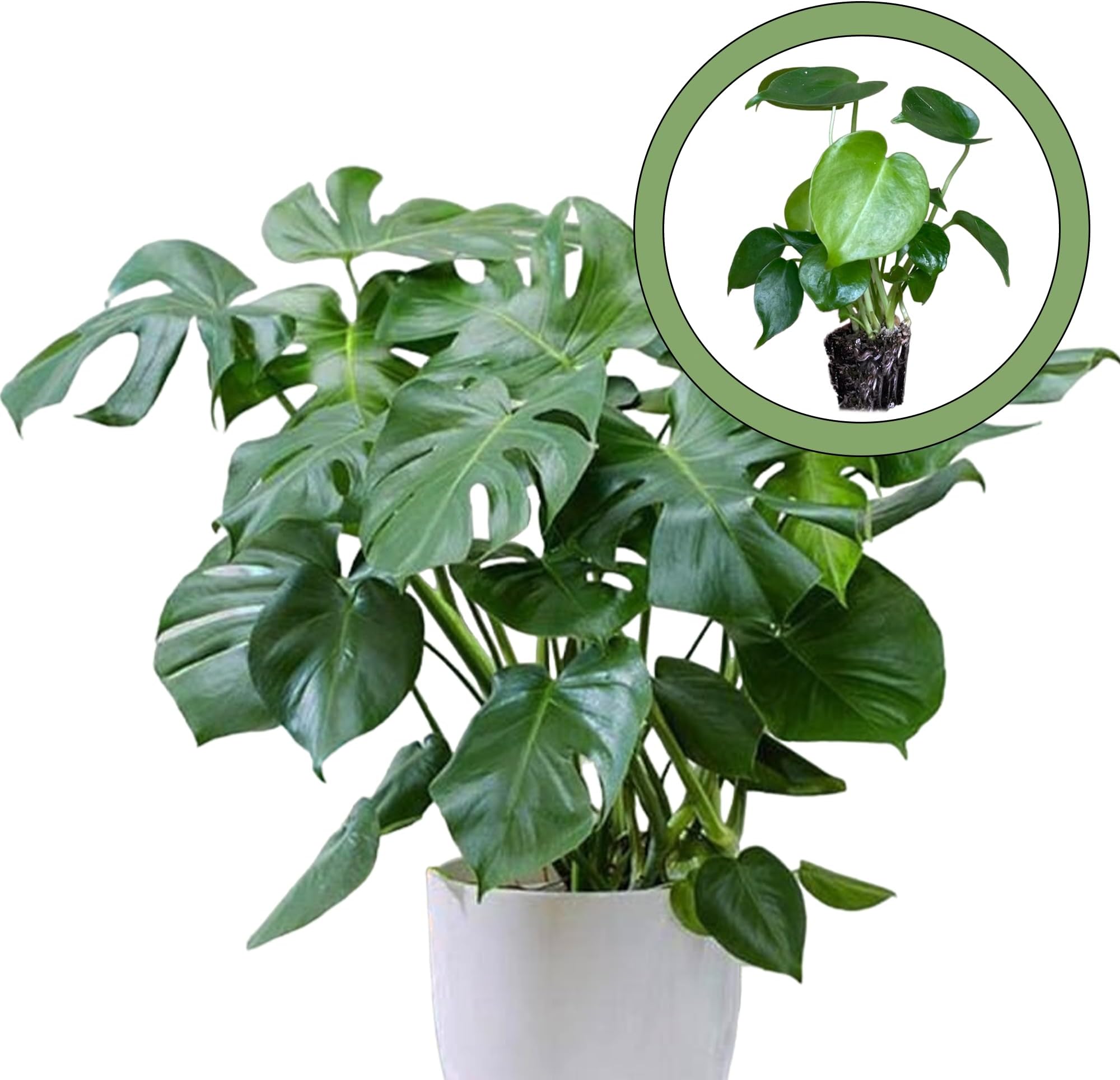 Amazon.com : Seed Grown Monstera Deliciosa “Swiss Cheese Plant” Starter ...