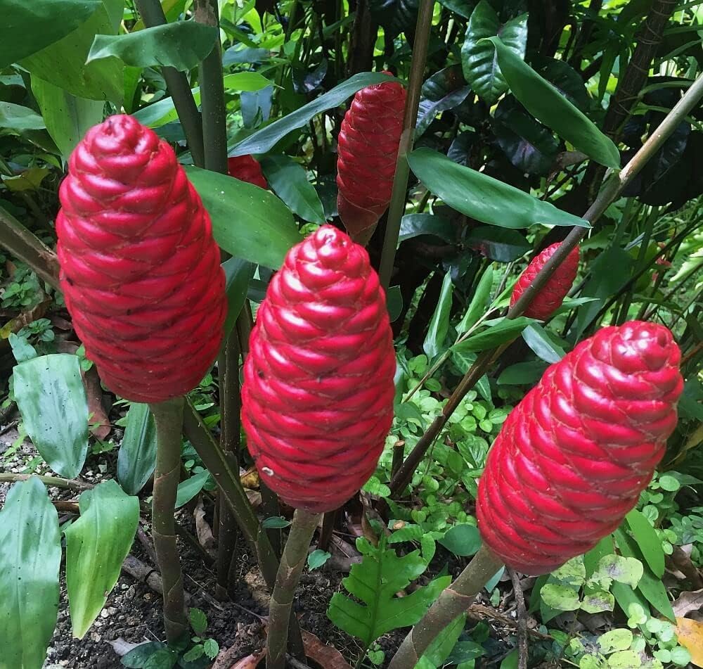 Ashokavanam Red Ginger (Alpinia Purpurata) plant : Amazon.in: Garden & Outdoors