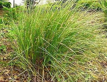 Buy Creative Farmer Darbha Grass (Desmostachya Bipinnat) Kusha Herbal ...