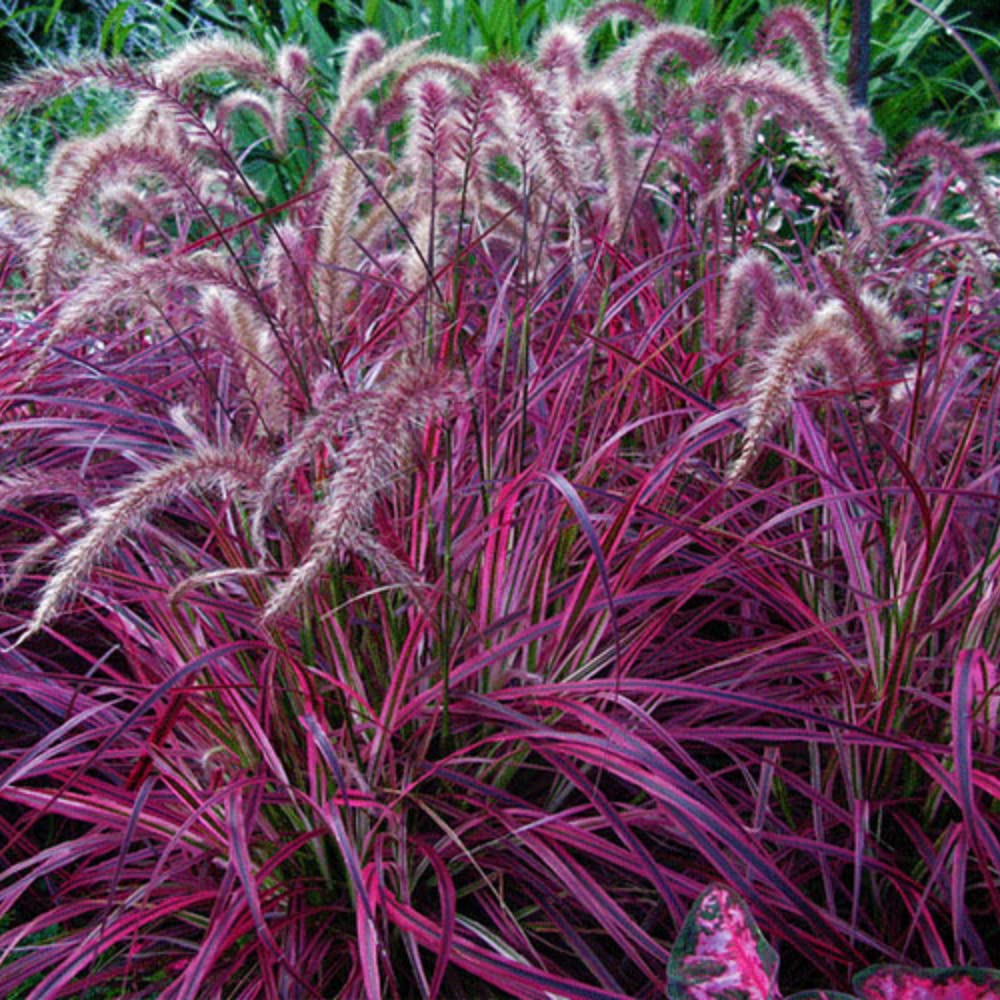 Purple Foxtail Plant