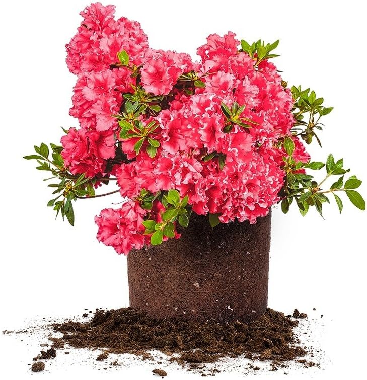 Amazon.com : Perfect Plants Red Ruffles Azalea Live Plant, 1 gallon ...