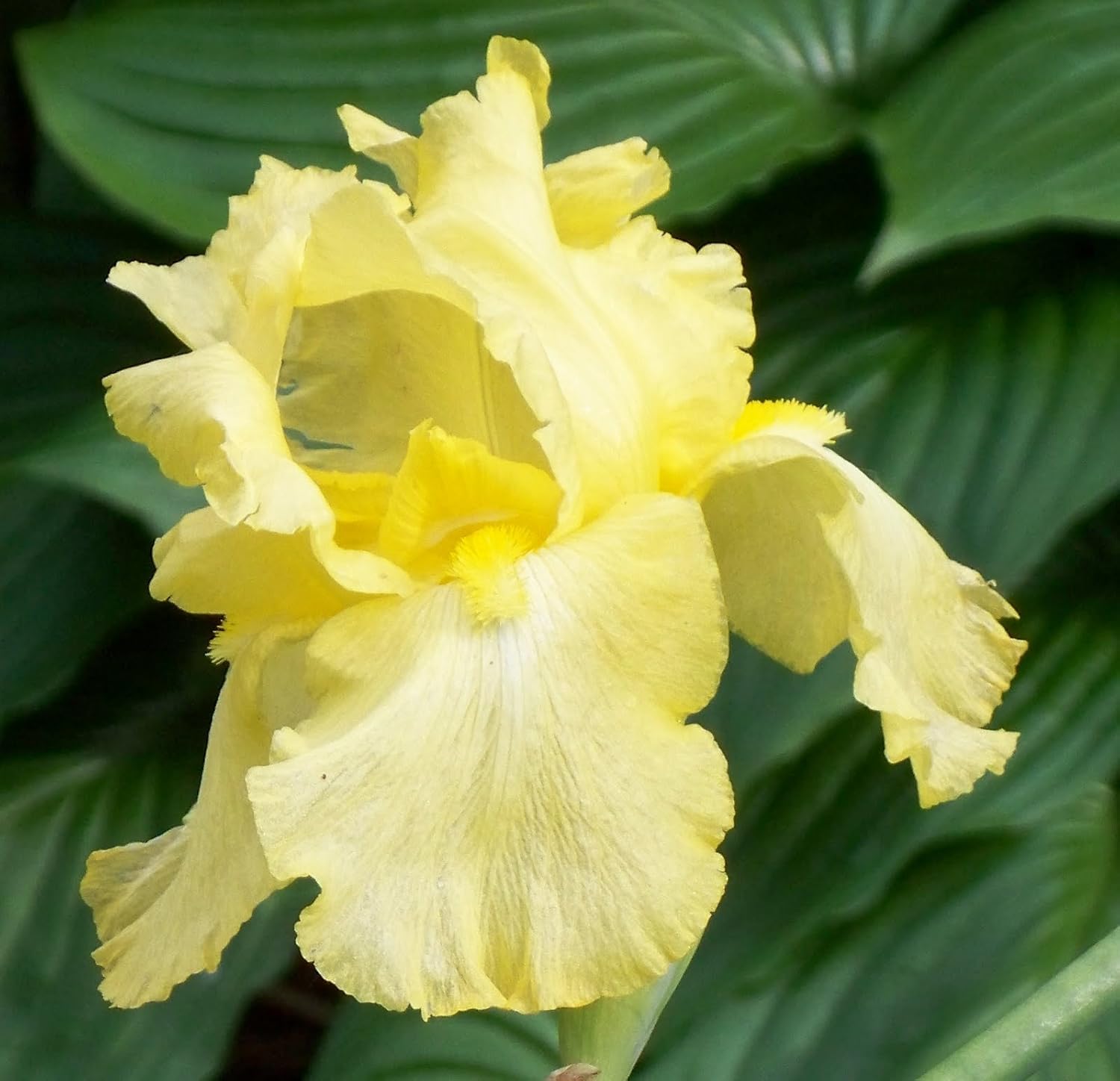 Amazon.com : Iris Harvest of Memories > Iris 'Harvest of Memories ...