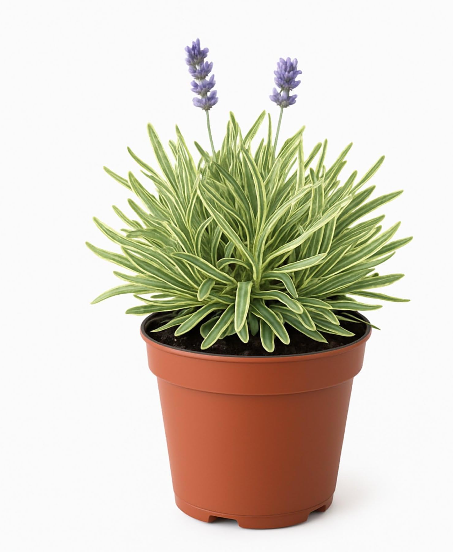 Amazon.com : Easy to Grow Yucca Color Guard - 2 Potted Plants in 4-Inch ...