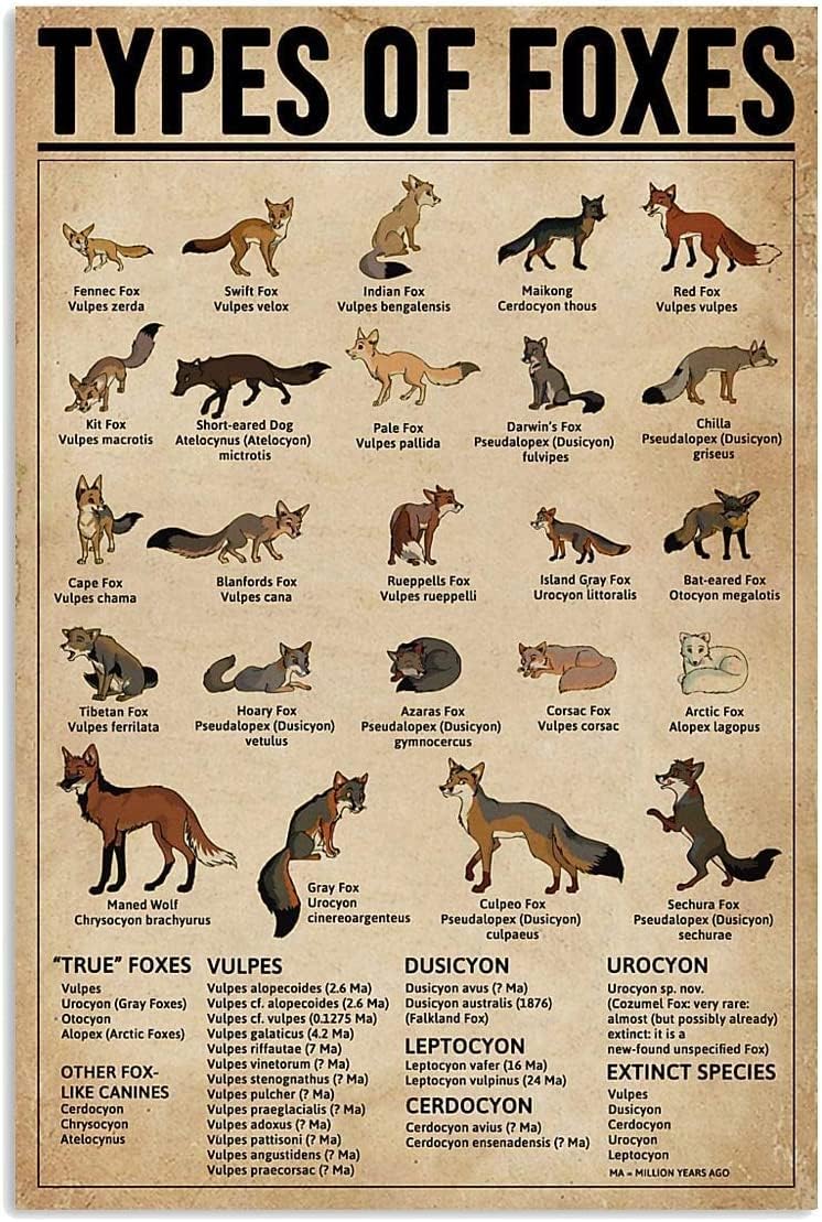 Amazon.com: Starotore Types Of Foxes Metal Tin Signs Retro Fox ...