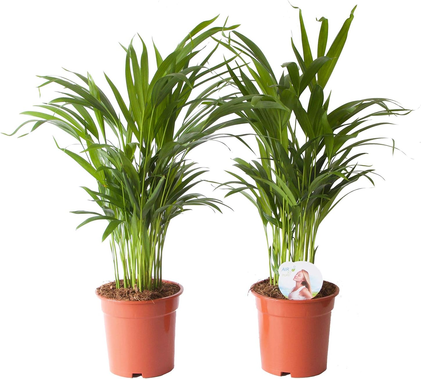 Plantas de interior de Botanicly – 2 × Palma Areca – Altura: 65 cm ...