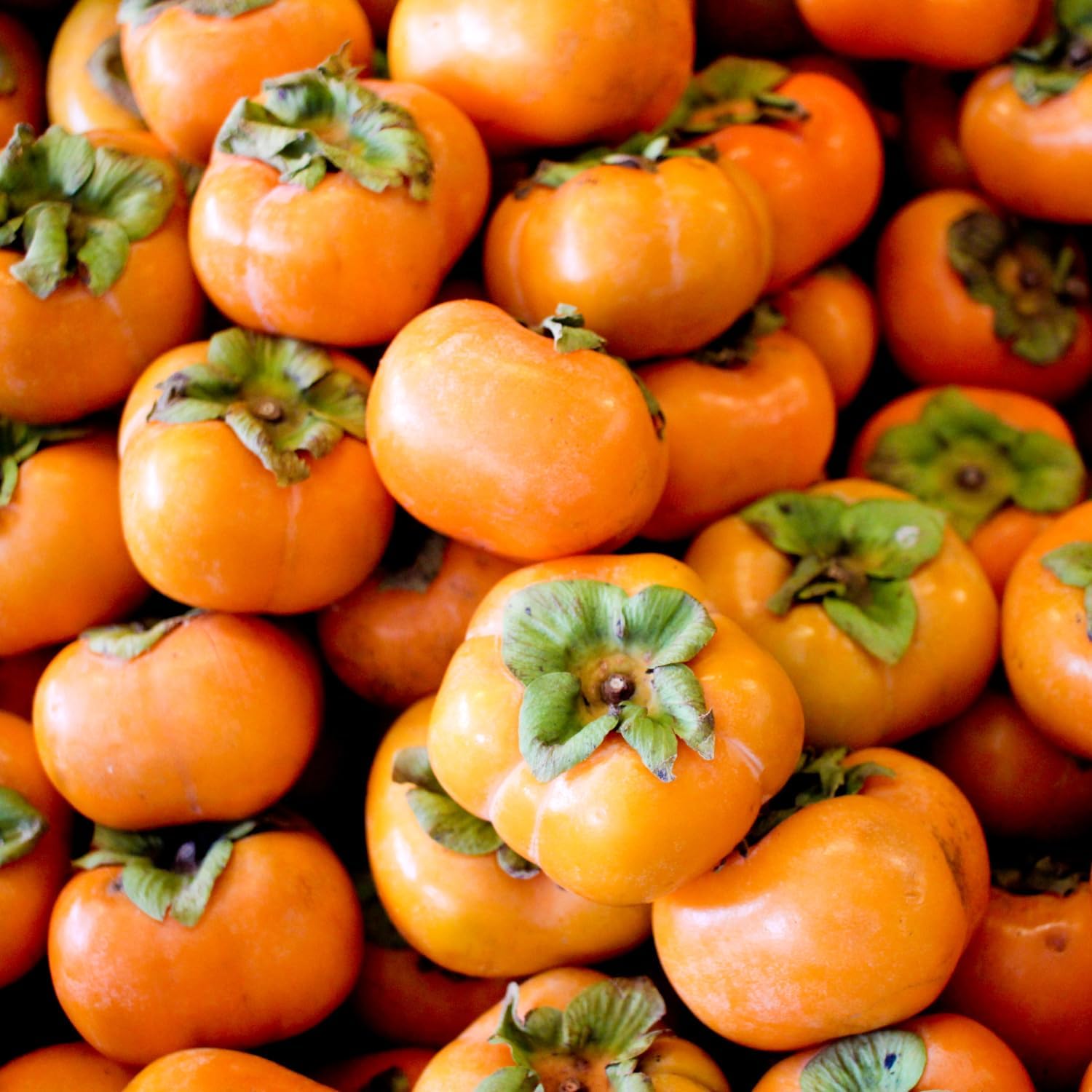 Amazon.com : 2 Sweet Persimmon Trees Live Plants in Pot, 8 Months Old ...