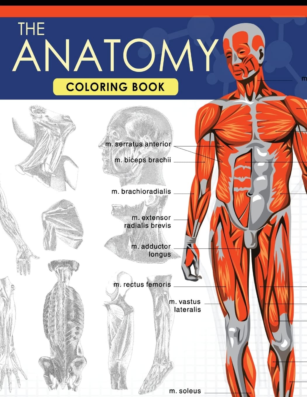 Amazon.com: The Anatomy Coloring Book: A Complete Study Guide (9th ...