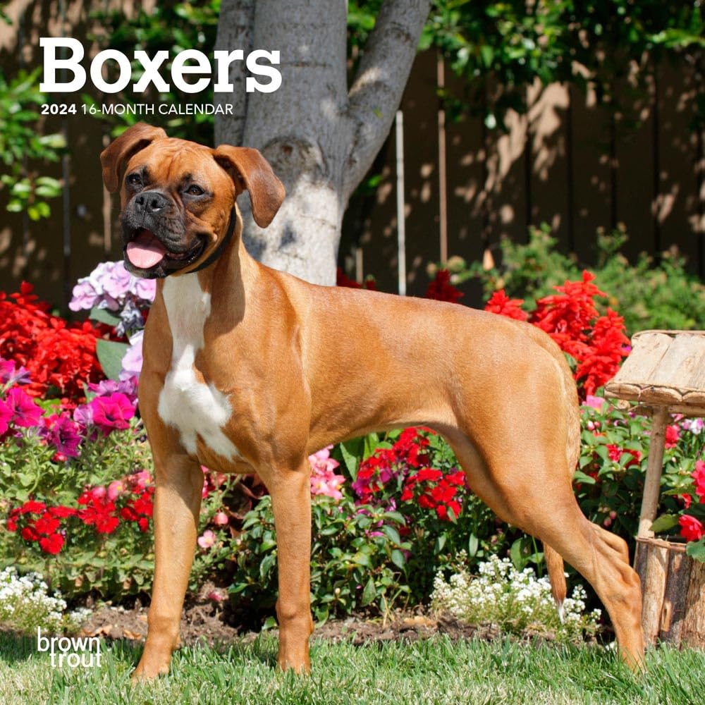Boxers International Edition | 2024 7 x 14 Inch Monthly Mini Wall ...