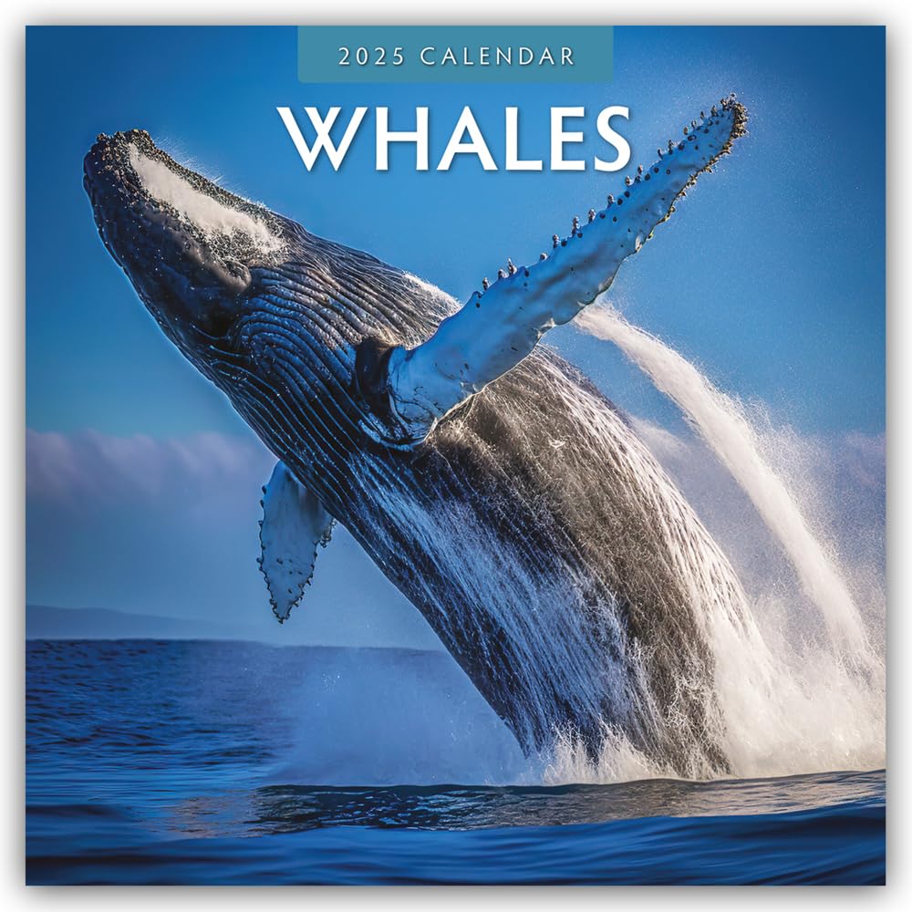 Whales 2025 Square Wall Calendar : Red Robin: Amazon.co.uk: Stationery ...
