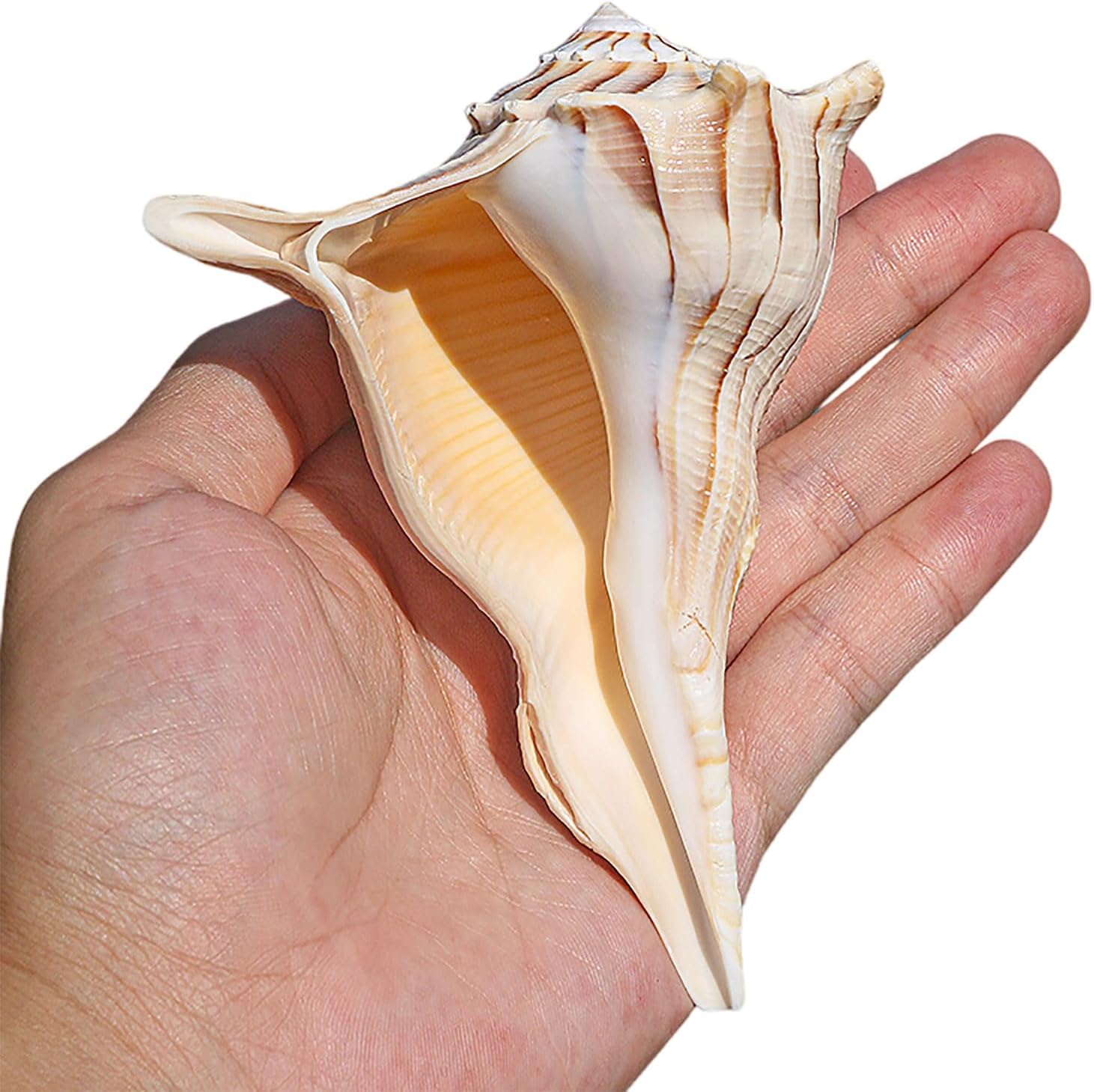 COYOUCO Large Natural Seashells, Ocean Conch 4-7 Inches Shells for ...