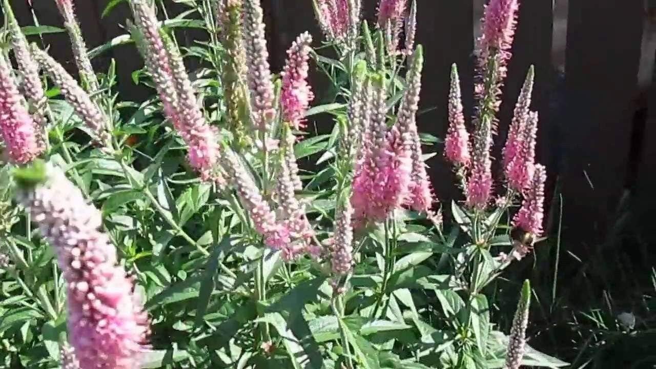 Potseed Veronica Longifolia 'Eveline'-Rosa Fiori: 30+ Semi freschi ...