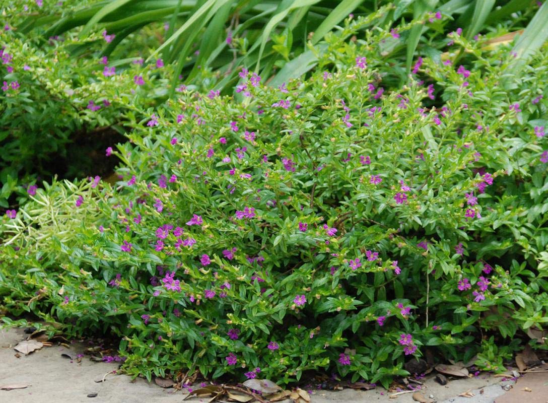 LushGreen Kufiya (Cuphea hyssopifolia) Flower Plant : Amazon.in: Garden ...