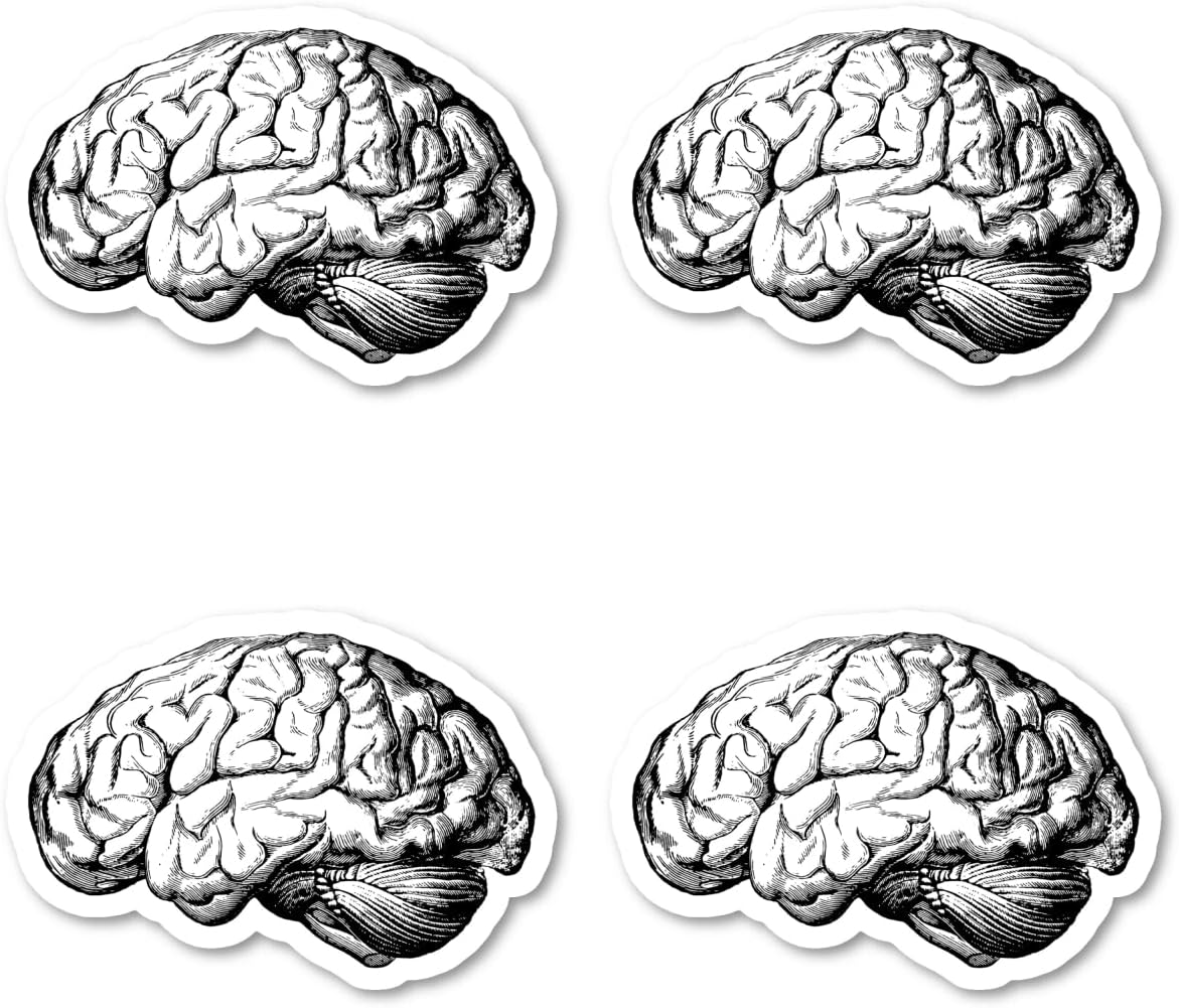 Amazon.com: Brain Anatomy Medical Students Sticker Laptop Stickers ...