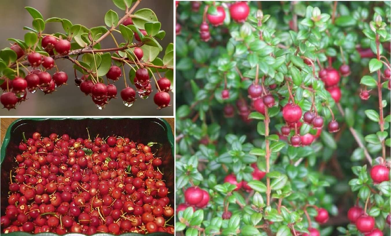 Chilean Guava Ugni Molinae 20+ Seeds Own Crop : Amazon.co.uk: Garden