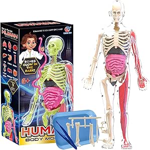Amazon.com: Organizeh Clear Human Body Structure Model, 29 Piece 3D ...