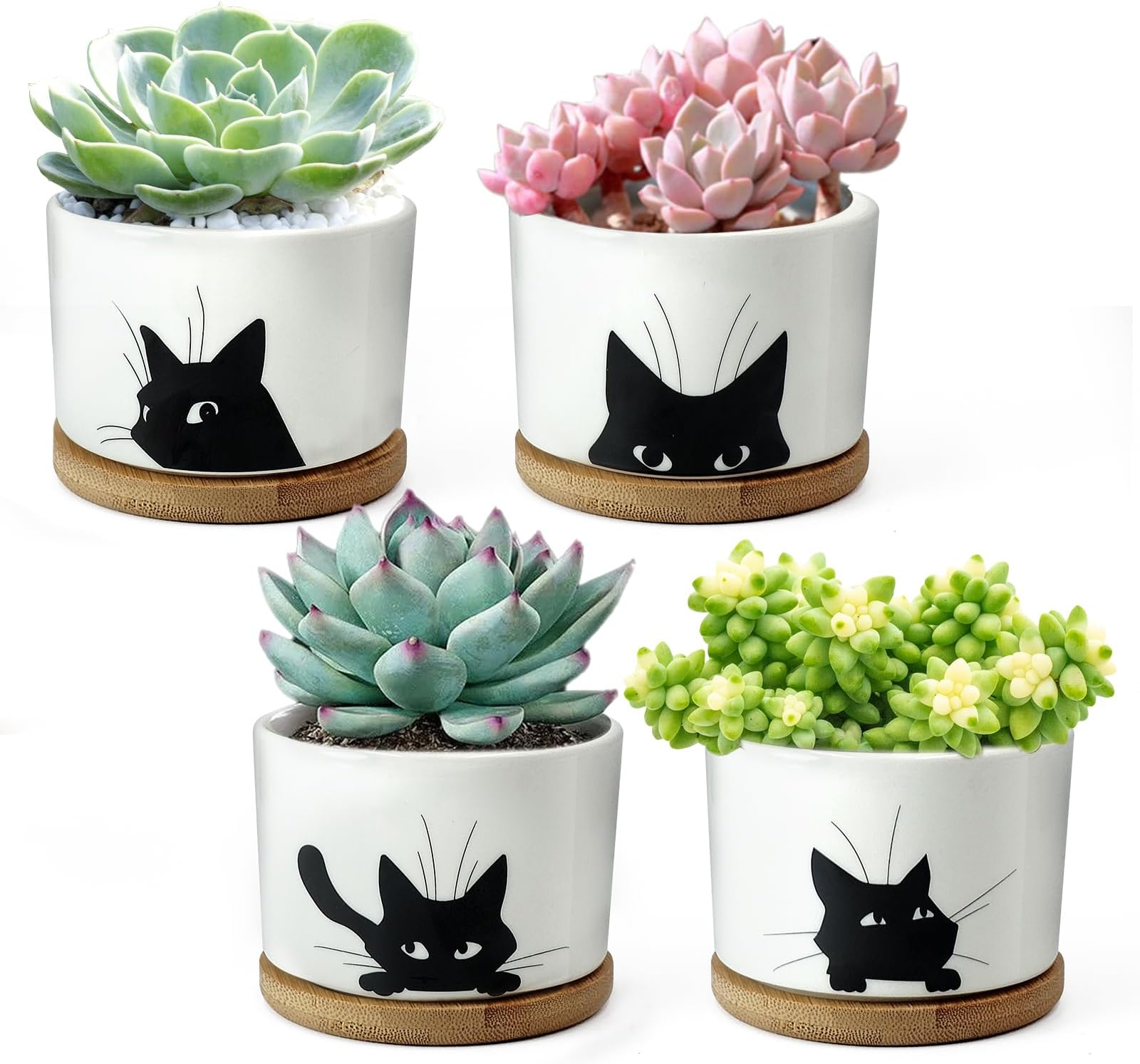 Amazon.com : Cuteforyou 3 Pcs Cat Shaped Ceramic Succulent Cactus ...
