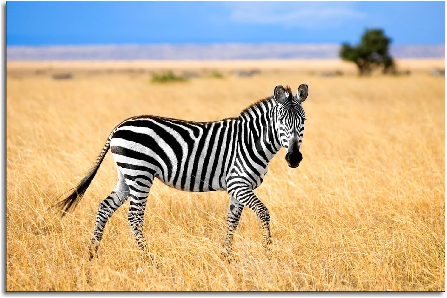 Amazon.com: Zebra Animal On The Grass Poster Print Art Picture 11144 ...