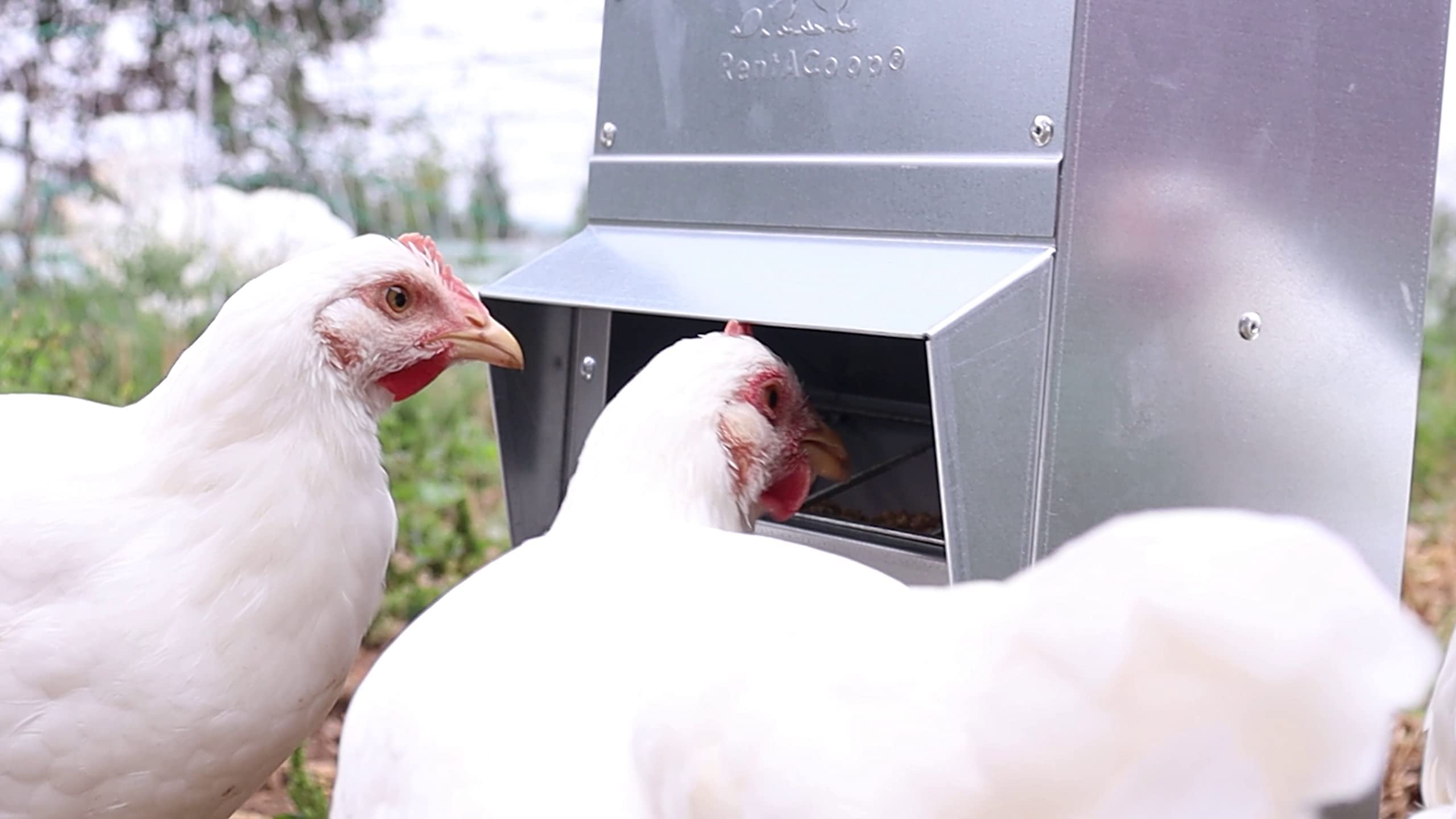 Turkey Trough Feeder Home Use Chicken Feeding Trough Material Tray For