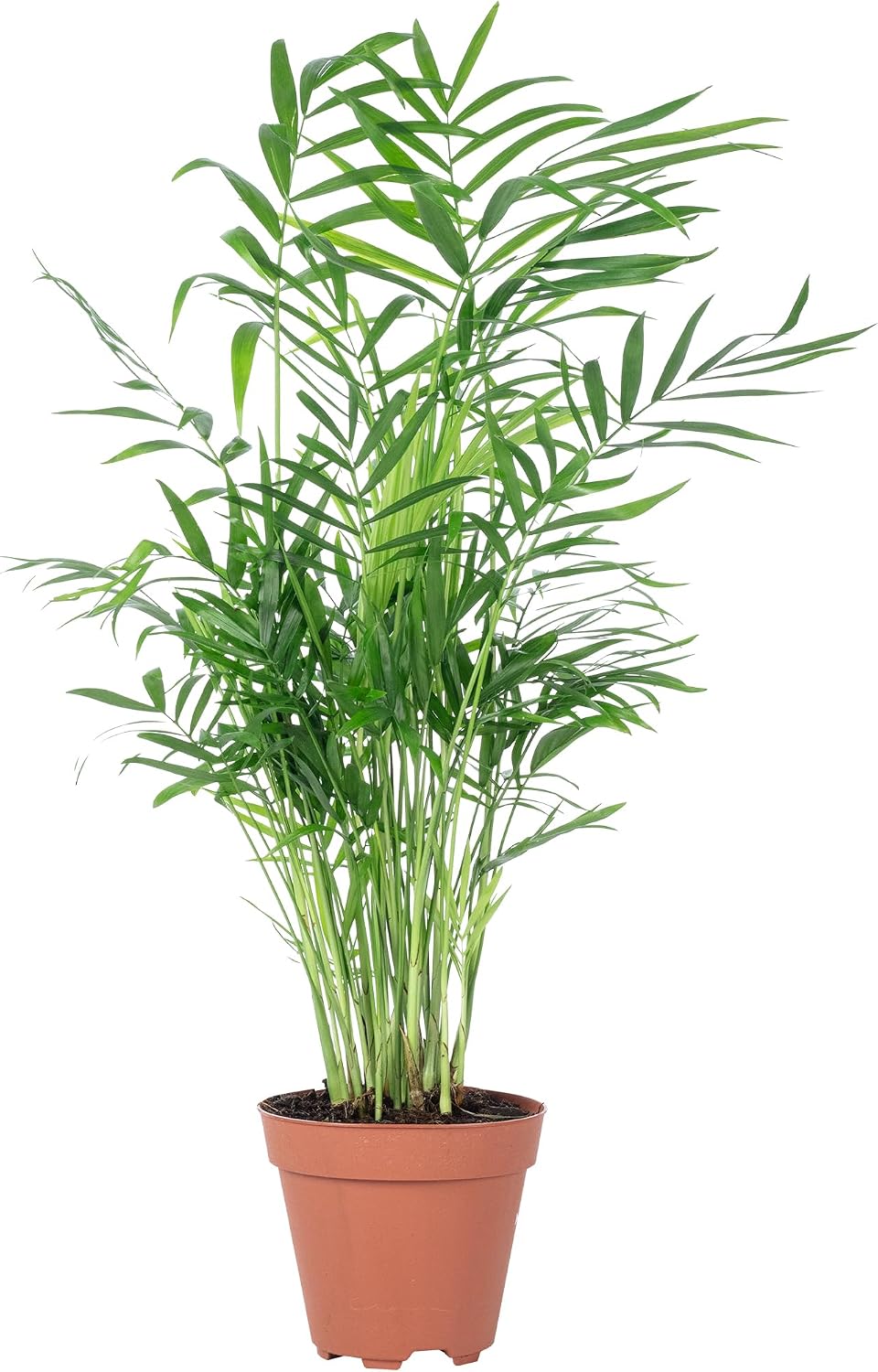 Bergpalme - pflegeleichte Zimmerpflanze, Chamaedorea elegans - Höhe ca ...